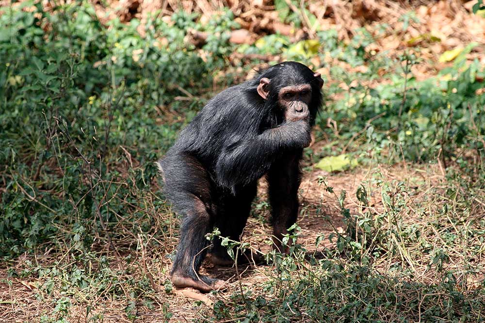 Gombe Stream National Park - About Kilimanjaro Treks and Wildebeests ...